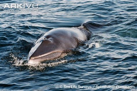 Common Minke Whale Alchetron The Free Social Encyclopedia