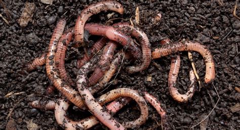 Earthworm