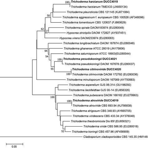 Phylogenetic Position Of Trichoderma Harzianum Ducc4018 T Atroviride Download Scientific