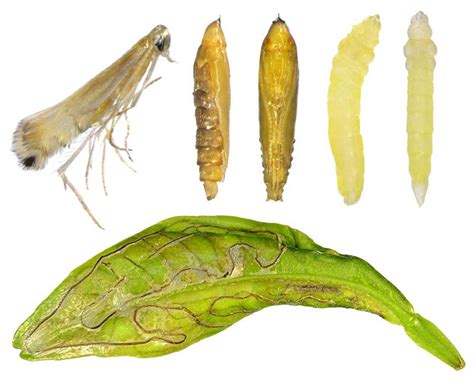 Citrus Pests Common Pests Affecting Citrus Species Botany World