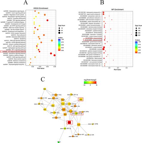 Some Related Results Of Bioinformatics Analysis A Analysis Of Download Scientific Diagram