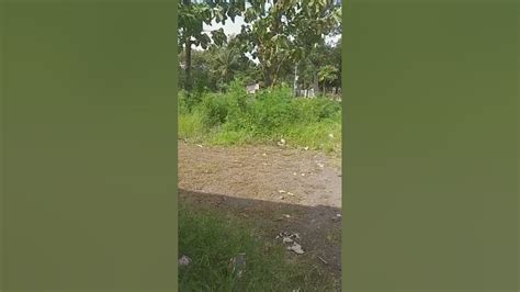 Anginnya Badag Cover Youtube