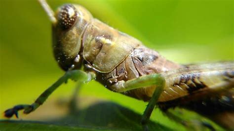Grasshoper Nymph Melanoplus Melanoplus BugGuide Net