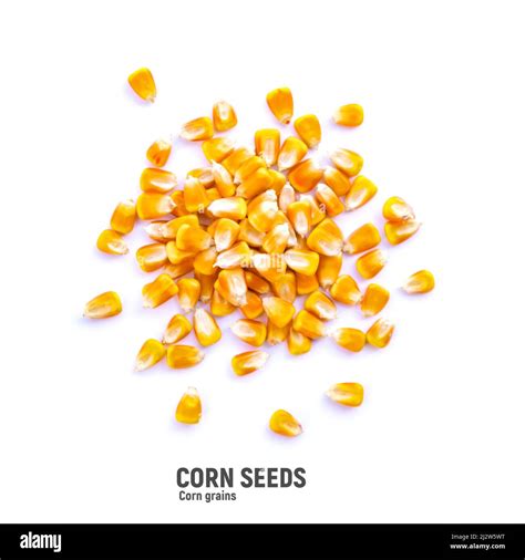 Heap Of Raw Corns Seeds Maize Or Sweetcorn Kernels Top View Isolated