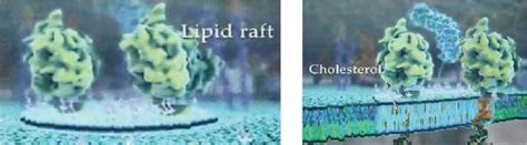 Virtual Rendering Of A Hypothetical Lipid Raft Left With A View On