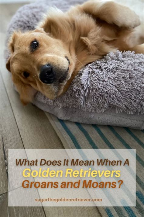 Why Do Dogs Groan When Petted