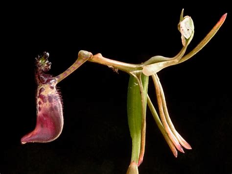 Expert Commentary Flowering Plant Tree Of Life Revealed CSIRO