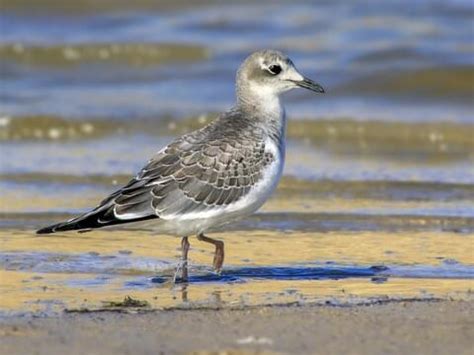 Sabines Gull Sabines Gull Wedge Tailed Gull By Archibald Thorburn