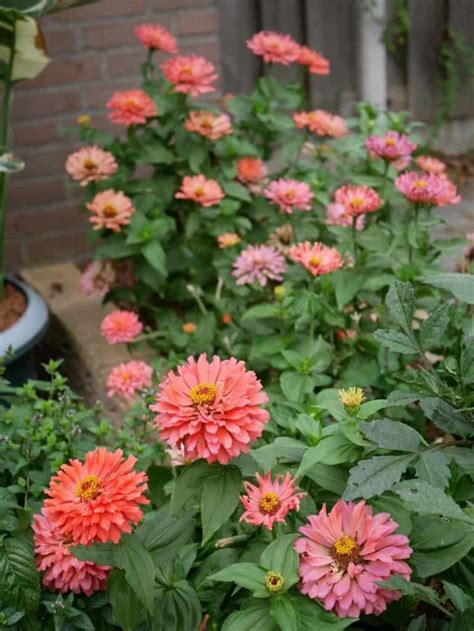 Zinnia Diana S Mooie Moestuin