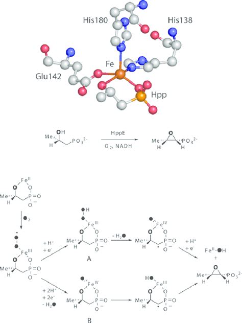 The Enzyme Substrate Complex Of HppE With The Substrate Bound In A Download Scientific Diagram