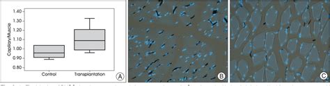 Figure 2 From The Neovascularization Effect Of Bone Marrow Stromal Cells In Temporal Muscle