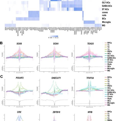 Single Cell Atac Seq Analysis Of Developing Retina Samples Reveals Cell