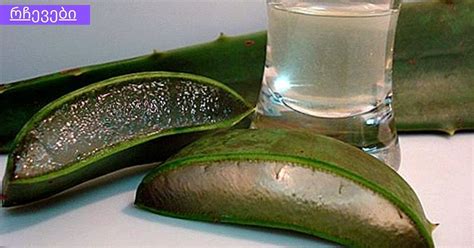 ალოე ვერა უკვდავების მცენარეა დაგეხმარებათ წონაში დაკლებაში განკურნავთ 50 ზე მეტ დაავადებას