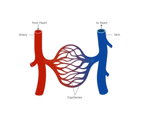 Arteries Veins And Capillaries Diagram