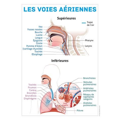 Évolution Histologique Des Voies Aériennes Kgzo