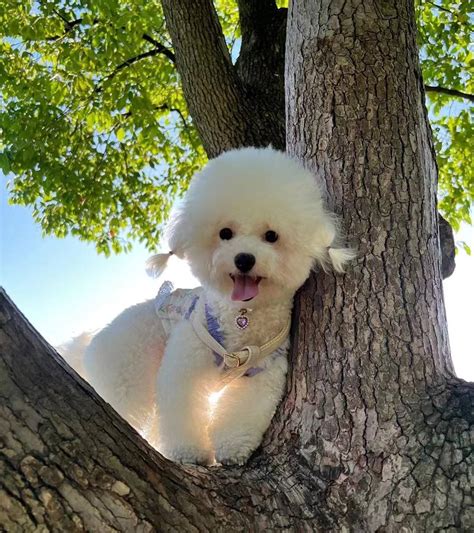 宠物经济崛起，养狗市场前景广阔：探索宠物赛道的无限可能行业的发展智能化