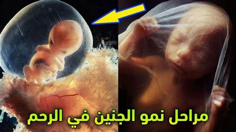 شاهد مراحل تكون الجنين من الأسبوع الأول إلى مرحله الولاده سبحان