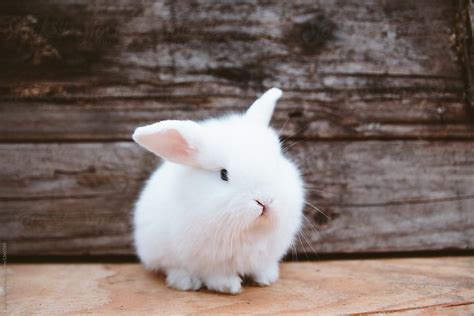 Cute White Rabbit