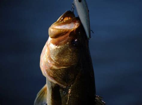 Us State By State Largemouth Bass Spawning Calendar