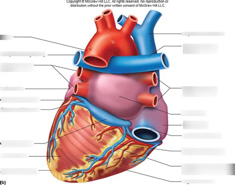 Heart Diagram Labeling Diagram Quizlet