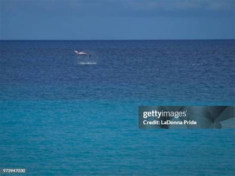 Donna Joy Photos And Premium High Res Pictures Getty Images