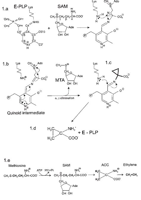 Figure 1 From Structure Catalytic Activity And Evolutionary Relationships Of 1