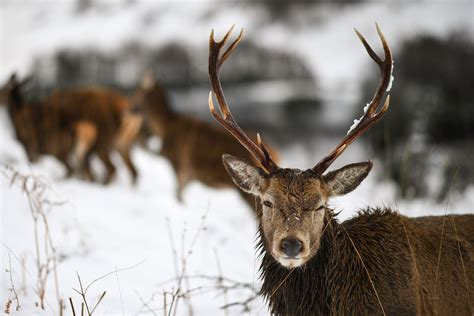 Americans Transmit Covid 19 To Wild Deer Leading To Mutated Variants