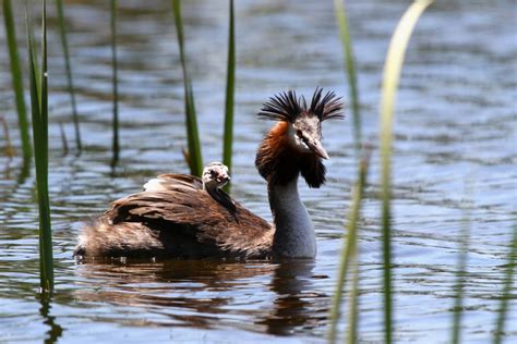 John Oliver-backed ‘puking’ bird ruffles feathers after N.Z. ‘Bird of ...