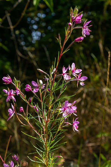 Pink Flowering Chamerion Dodonaei Alpine Willowherb Plant Stock Image
