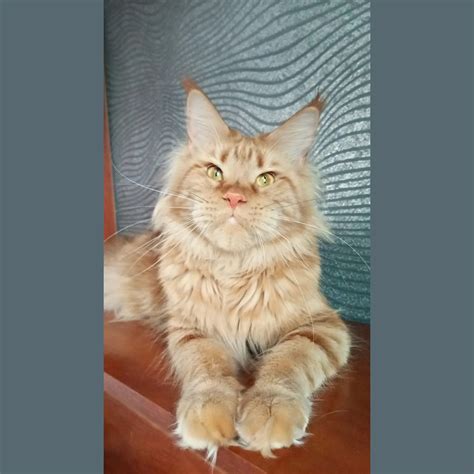 МЕЙН КУН КОТЯТА Елена С Днём всех влюблённых 💘 Пусть этот день