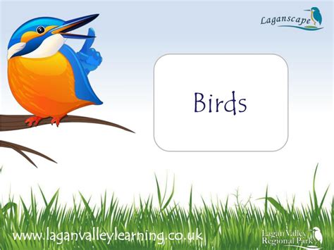 Ppt Birds Powerpoint Presentation Free Download Id996361