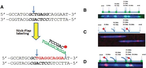 Schematic Drawing Of Recognition Sequence Of Nicking Endonuclease