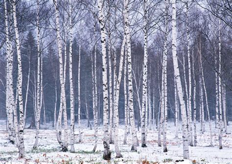White Birch Wallpapers Top Free White Birch Backgrounds Wallpaperaccess