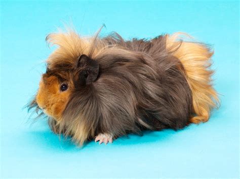 Guinea Pig Breeds List Complete Guide Of All Guinea Pig Breeds
