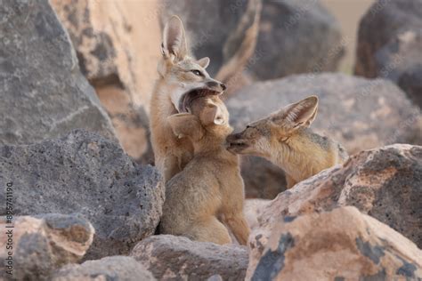 While An Adult Kit Fox Tries To Groom On Of The Cubs Among The Boulders Surrounding The Den