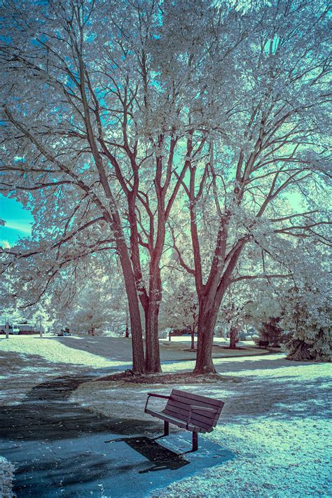 Twin Trees Kolari Vision