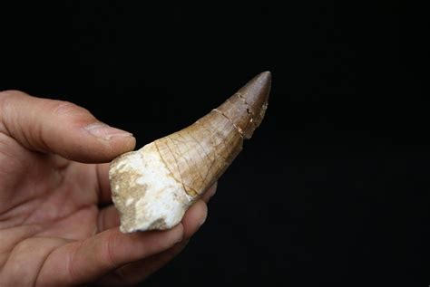 Espécies Raras De Mosassauro Dente Fóssil Hainosaurus Boubker