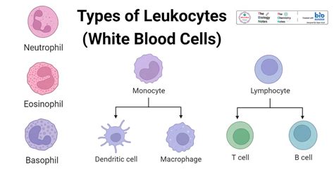 Types Of White Blood Cells And Their Functions 45 Off