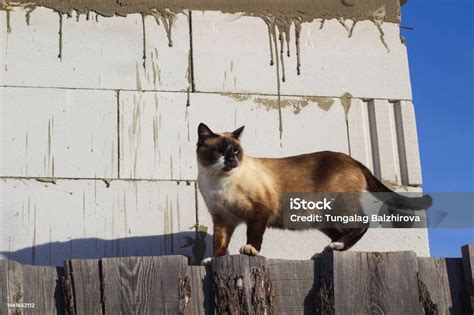 파란 눈을 가진 태국 샴 고양이나무 마을 울타리 게시물에 앉아 귀여운 새끼 고양이가 호기심 많은 주위를 둘러 본다 0명에 대한 스톡 사진 및 기타 이미지 Istock
