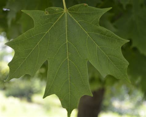 Acer Saccharum ‘fairview Purdue Arboretum Explorer