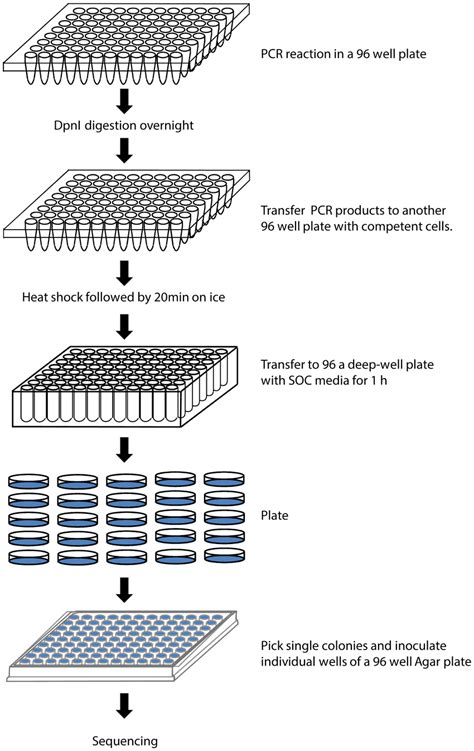 Workflow Of The High Throughput Mutagenesis Download Scientific Diagram