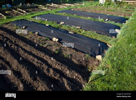 Patches Of Soil Hidden Below Canvas Or Weed Control Fabric Killing Off Weeds Over A Season Stock