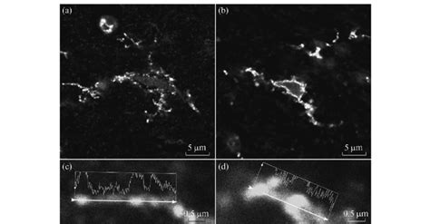 The Neocortex In A Rabbit A C And Human B D Figures C D Show Download Scientific