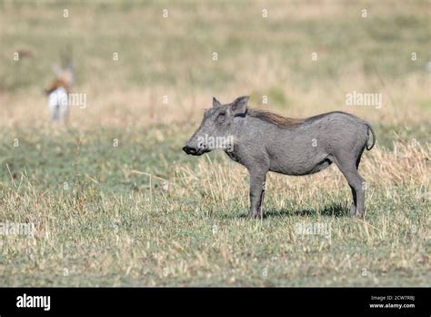 Common Warthog Phacochoerus Africanus In The Savanna Of Kenya Stock