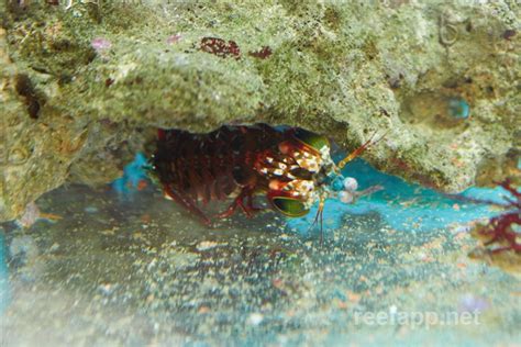 Odontodactylus Scyllarus Peacock Mantis Shrimp