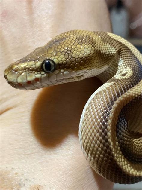 Our Cypress Siblings Are Putting On Aftermorph Pythons Facebook