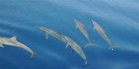 Eodelphis Kabatensis Cea Mai Veche Specie De Delfin Scinews