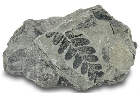 Plant Stem Fossils
