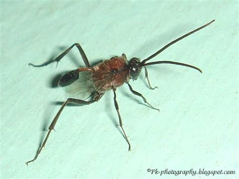 Evaniidae Ensign Wasps Nature Cultural And Travel Photography Blog