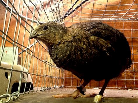 How Do I Sex My Coturnix Quails Back Yard Farmer